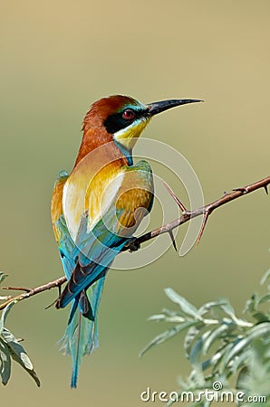 Merops (genus) - Alchetron, The Free Social Encyclopedia