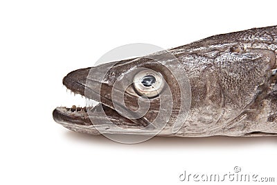 European Hake Fish Head Royalty-Free Stock Image | CartoonDealer.com ...