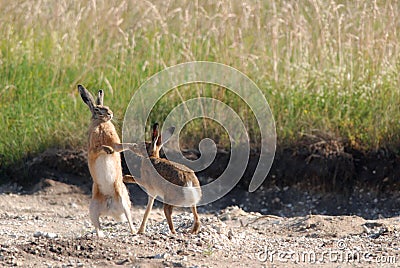 European Hares Boxing Royalty Free Stock Image - Image: 30851176