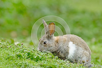 European Rabbit Eating Stock Photo - Image: 5307500