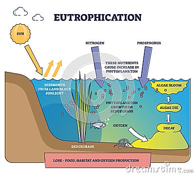 Eutrophication Process Explanation And Water Pollution Stages Outline ...