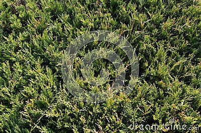 Evergreen Texture Royalty Free Stock Photo - Image: 18123085