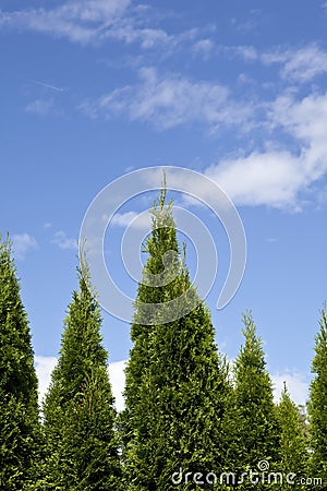 Evergreen Tree Background Royalty-Free Stock Image | CartoonDealer.com ...