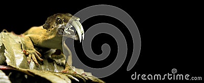 Evil Lizard Stock Image - Image: 236831