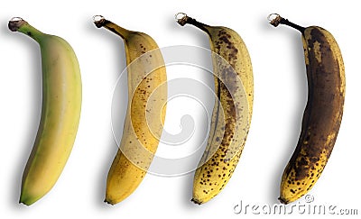 Evolution Of The Banana Royalty Free Stock Photography - Image: 21785267