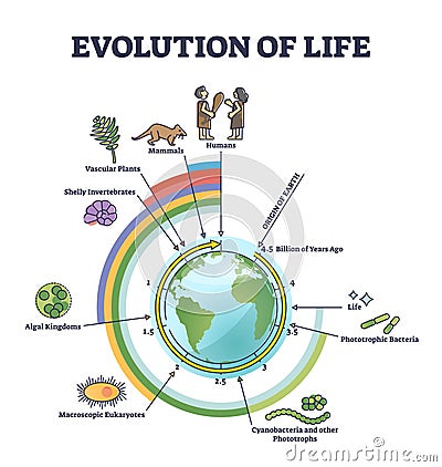 Evolution Of Life With Round Timeline For Living Development Outline ...