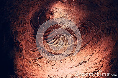 Excavations, Fossil, Underground. Skeleton Of An Ancient Scolopendra ...