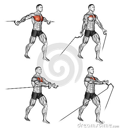 Exercising. Middle And Low Cable Fly Stock Illustration - Image: 66935758
