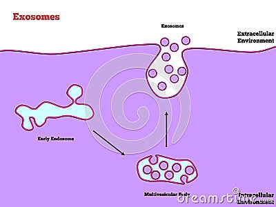 Exosomes Cartoon Vector | CartoonDealer.com #39558421