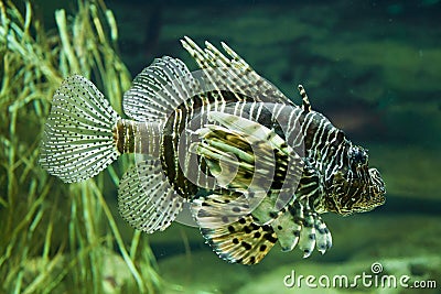 Exotic Aquarium Fish Stock Images - Image: 12524394