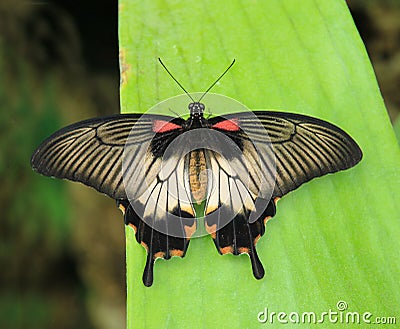 Exotic Butterfly Royalty Free Stock Photography - Image: 19181007