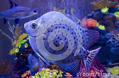 Exotic Fish In Aquarium Stock Photography - Image: 27233492
