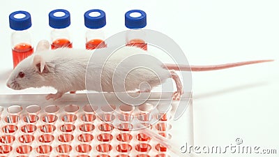 Experimental Mice for Biological Test Stock Footage - Video of albino ...