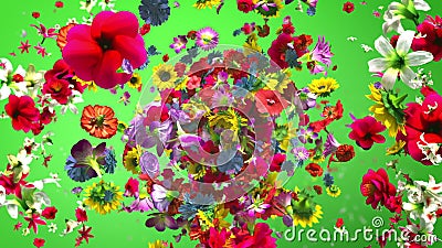 Exploding colorful flowers stock footage. Video of backgrounds - 151288932