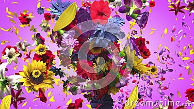 Exploding colorful flowers stock footage. Video of backgrounds - 151288932