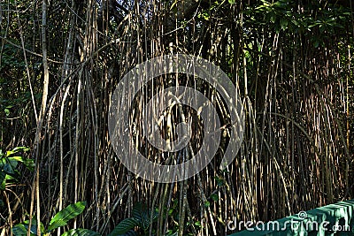 Exposed Roots Of Tropical Tree. Long Roots Of Pandanus Utilis And ...