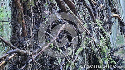 Exposed Tree Roots after a Wind-throw Stock Video - Video of break ...