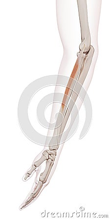 The Extensor Carpi Radialis Brevis Royalty-Free Cartoon | CartoonDealer ...
