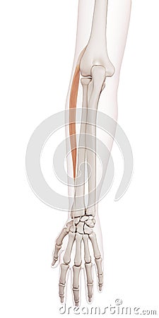 The Extensor Carpi Radialis Longus Royalty-Free Illustration ...