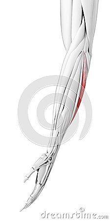 The Extensor Carpi Ulnaris Royalty-Free Cartoon | CartoonDealer.com ...