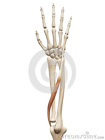 The Extensor Digiti Minimi Stock Illustration - Image: 45575404