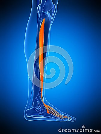 The Extensor Digitorum Longus Royalty-Free Cartoon | CartoonDealer.com ...