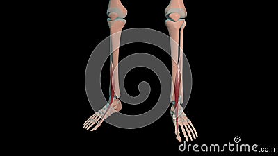 Extensor Hallucis Longus Model