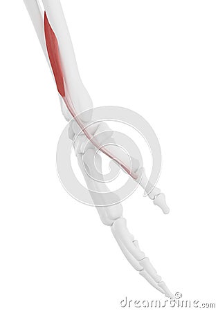 The Extensor Pollicis Brevis Stock Illustration | CartoonDealer.com ...