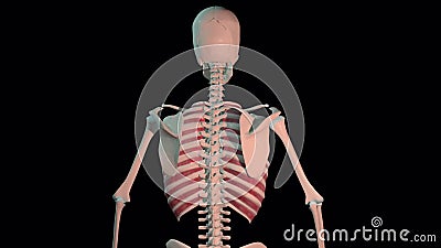 External Intercostal Muscle on a White Background - 3D Model Stock ...