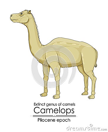 Extinct Genus Of Camel Camelops Cartoon Vector | CartoonDealer.com ...