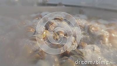 Extraction of Mucin from Snails. the Modern Method of Snail Extraction ...