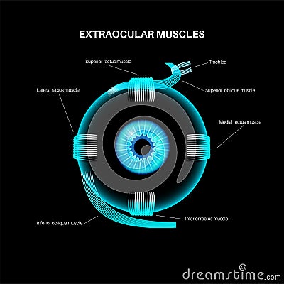 Extraocular Muscles Anatomy Vector Illustration | CartoonDealer.com ...