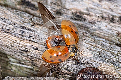Extreme Magnification - Lady Bug With Spread Wings. Flying Ladybug ...