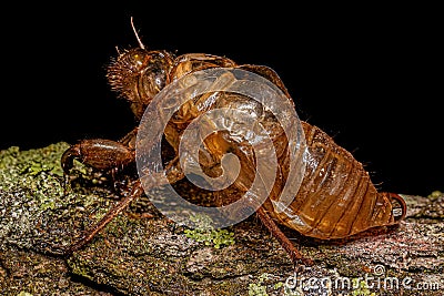 Exuvia Of Typical Cicada Royalty-Free Stock Image | CartoonDealer.com ...