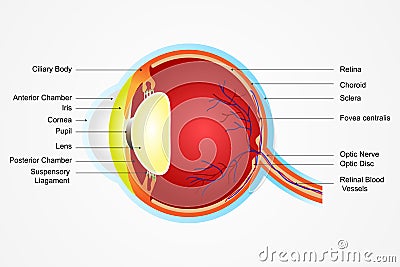Eye Anatomy Stock Illustration | CartoonDealer.com #24267199