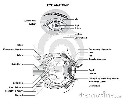 Eye Anatomy. Anatomy Of The Human Eye. Structure And Function Of The ...