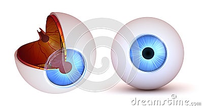 Eye Anatomy - Inner Structure And Front View Royalty Free Stock Images ...