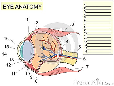 Eye Anatomy With Labeled Structure Scheme For Human Optic Outline ...