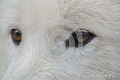 Eyes Of A Arctic Wolf ( Canis Lupus Arctos ) Royalty Free Stock Image ...