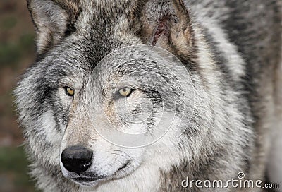 Wolf face Images - Search Images on Everypixel