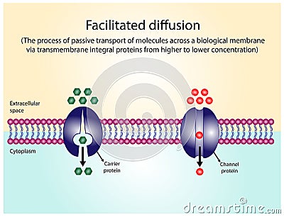 Facilitated Diffusion Through A Specific Or Non Specific Transporter ...