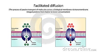 Facilitated Diffusion Through A Specific Or Non Specific Transporter Protein. Passive Transport ...