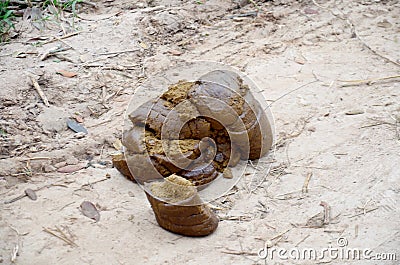 Faeces Of Water Buffalo On Ground Stock Photo - Image: 75980364