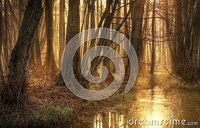 Fairytale Forest Stock Photo - Image: 24105420