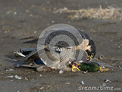 Falcon Eating A Duck Stock Photography - Image: 35547092
