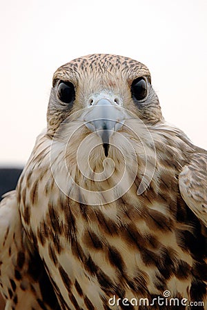Falcon Head Stock Photo - Image: 2256570
