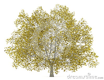 Fall American Beech Tree Isolated On White Royalty-Free Stock Image ...