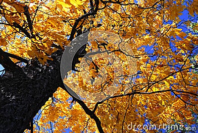 Fall Elm Tree Royalty Free Stock Photos - Image: 3478248