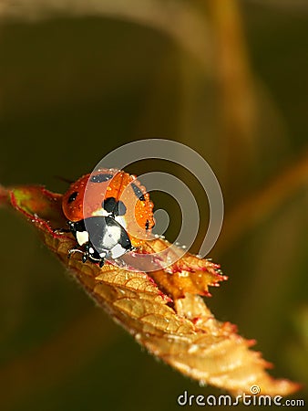 Fall Ladybug Royalty Free Stock Photos - Image: 350768
