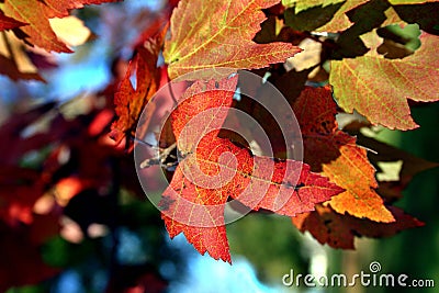 Fall Leaves Royalty Free Stock Image - Image: 97146